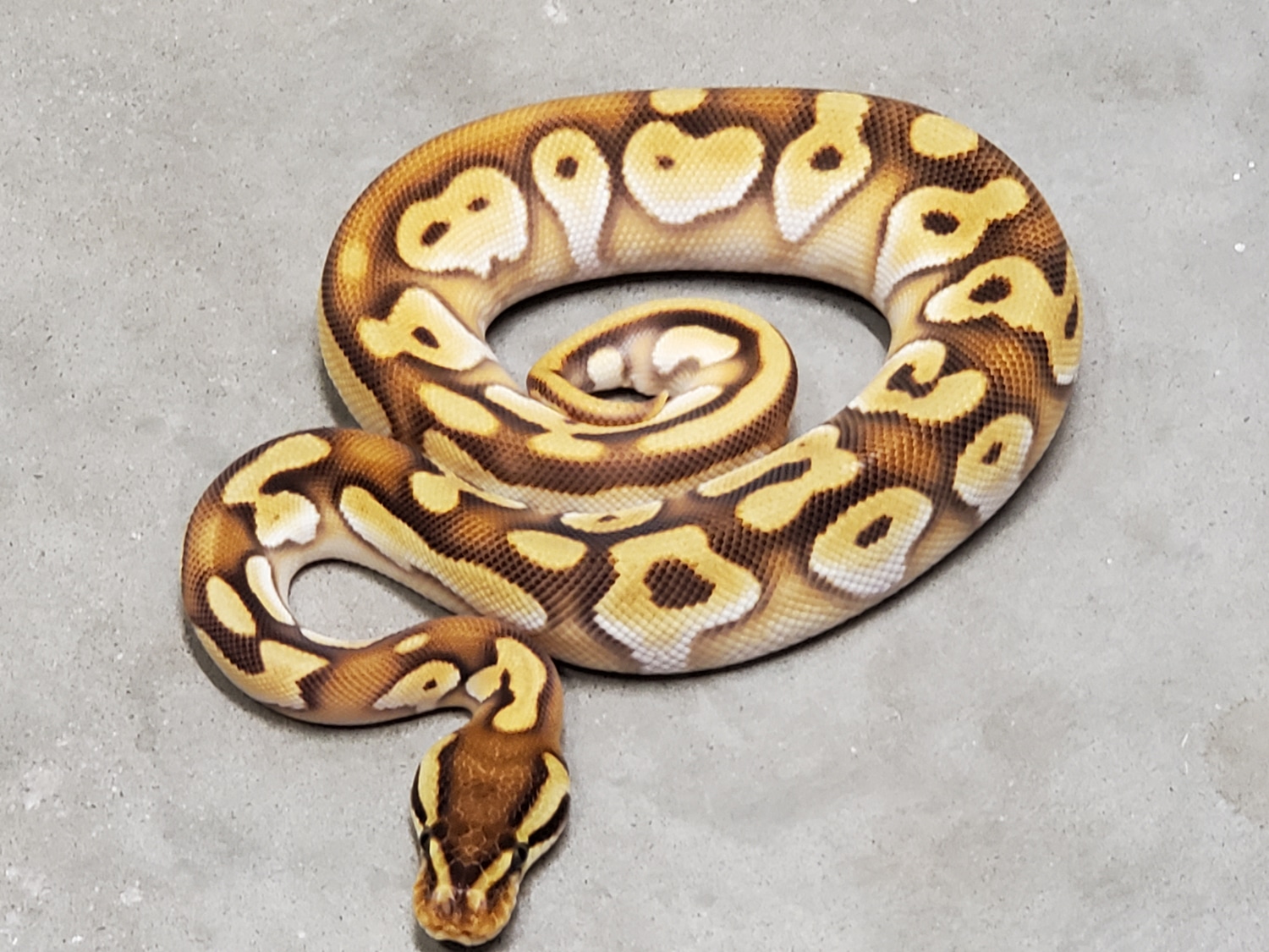 Super Od Black Pastel Butter Enchi Het Clown Ball Python by Ken Macek ...