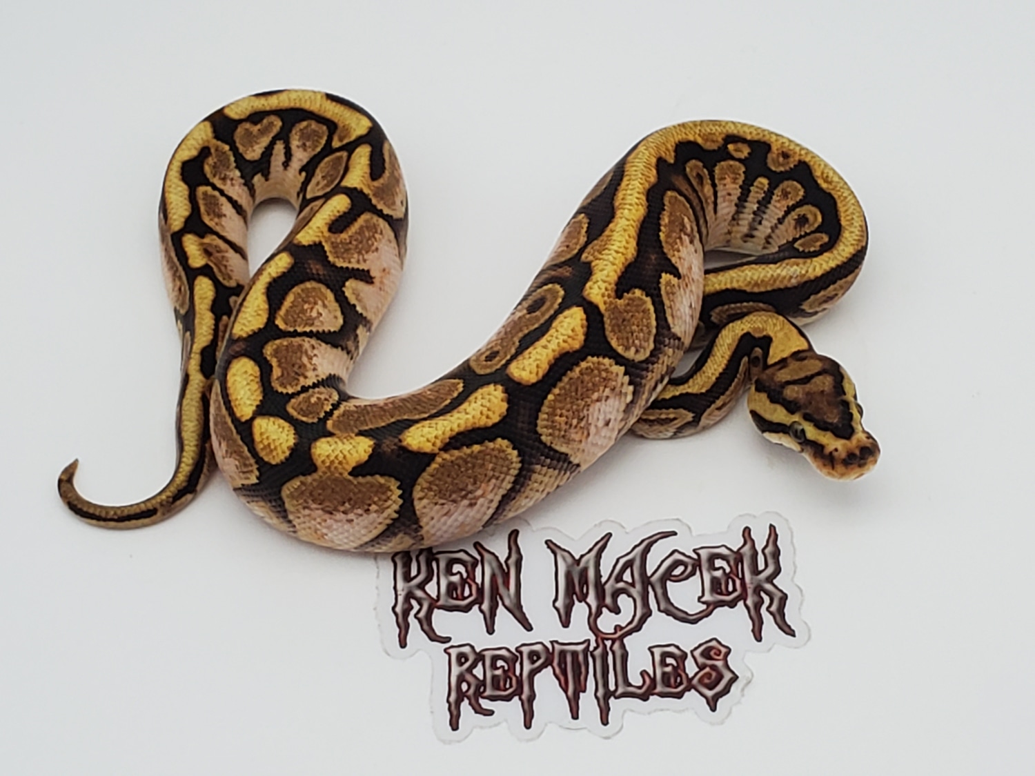 Russo Spotnose Calico Het Clown Ball Python by Ken Macek Reptiles ...