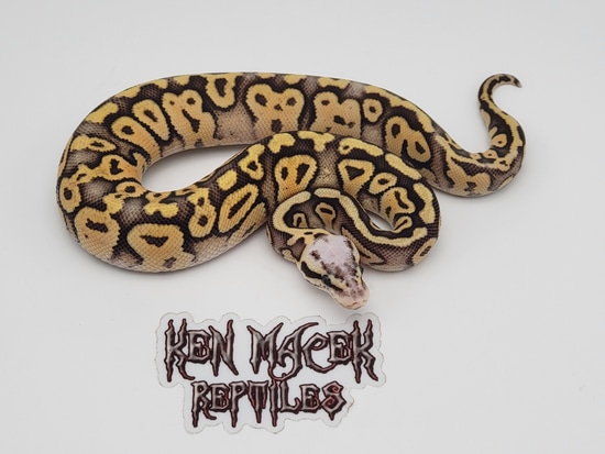 Super Pastel Yb Het Clown Ball Python by Ken Macek Reptiles