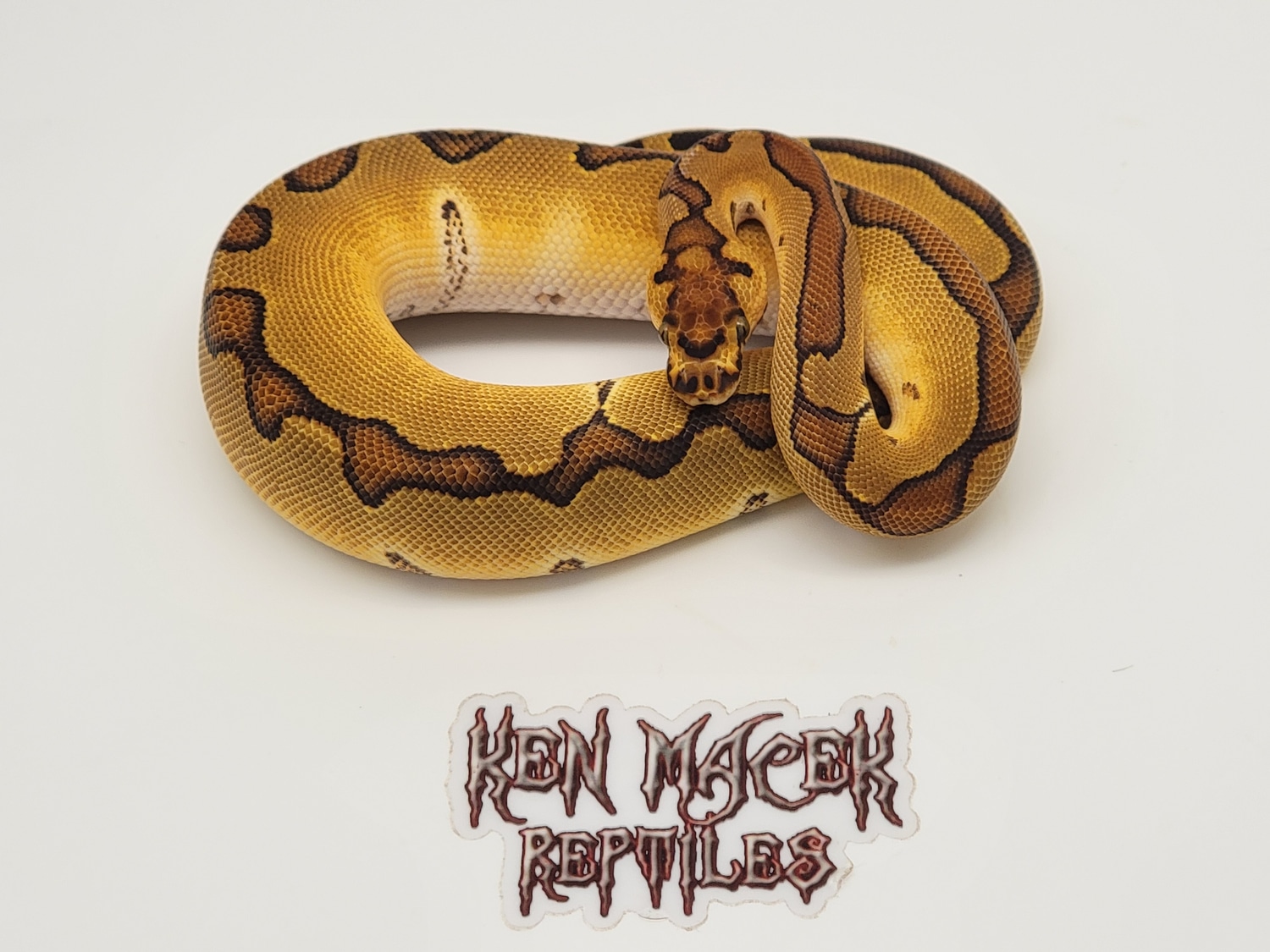 Od Enchi Clown Het Hypo Ball Python by Ken Macek Reptiles - MorphMarket