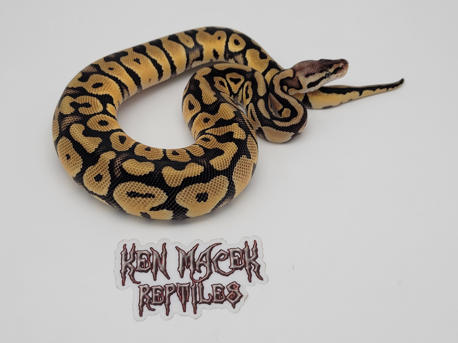 Pastel Het Sunset Het Clown Ball Python by Ken Macek Reptiles - MorphMarket