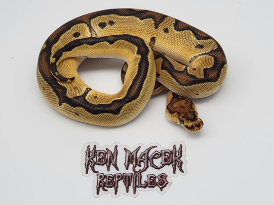 Super Od Clown Ball Python by Ken Macek Reptiles