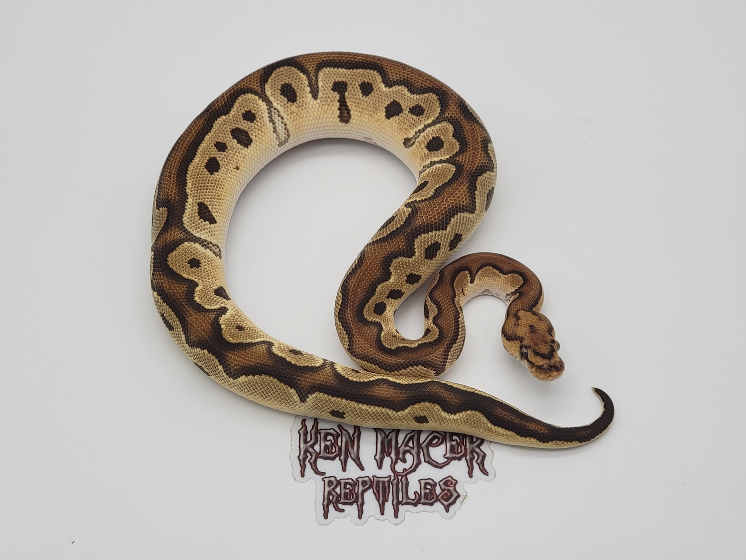 Od Russo Clown Het Ghost Ball Python by Ken Macek Reptiles - MorphMarket