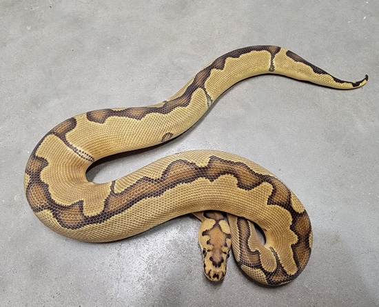 Super Enchi Clown Het Ghost Ball Python by Ken Macek Reptiles