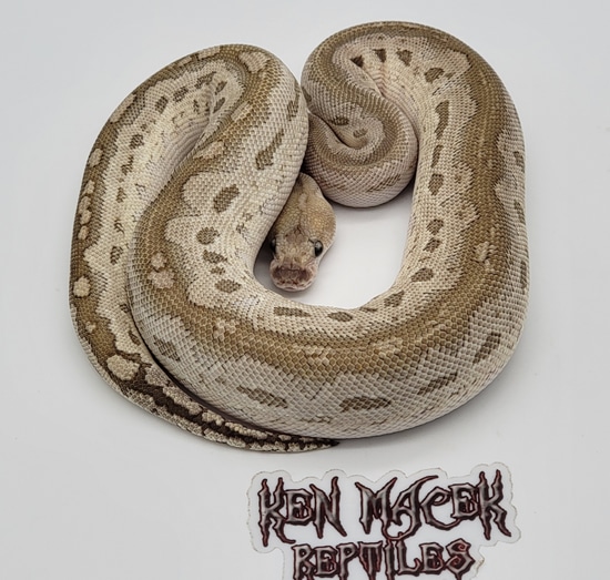Black Head Bamboo Clown Ball Python by Ken Macek Reptiles