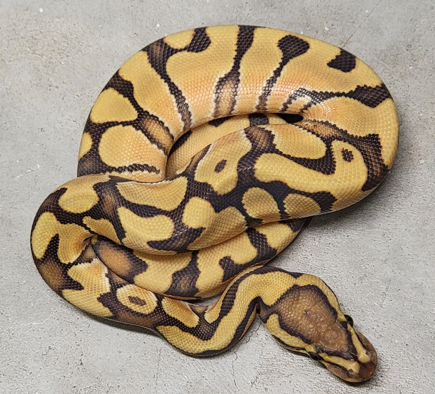 Enchi Russo Hypo Het Clown Ball Python by Ken Macek Reptiles - MorphMarket