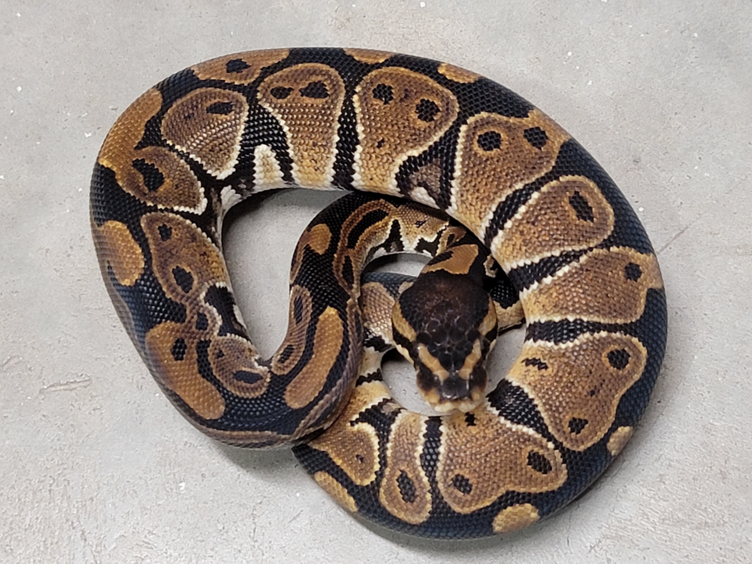 NR Mandarin Ball Python by Ken Macek Reptiles - MorphMarket