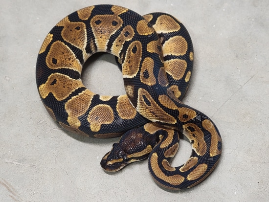 Nr Mandarin Ball Python by Ken Macek Reptiles