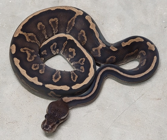 Ghi Confusion Cinnamon Ball Python by Ken Macek Reptiles