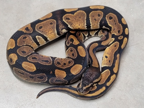 NR Mandarin Ball Python by Ken Macek Reptiles