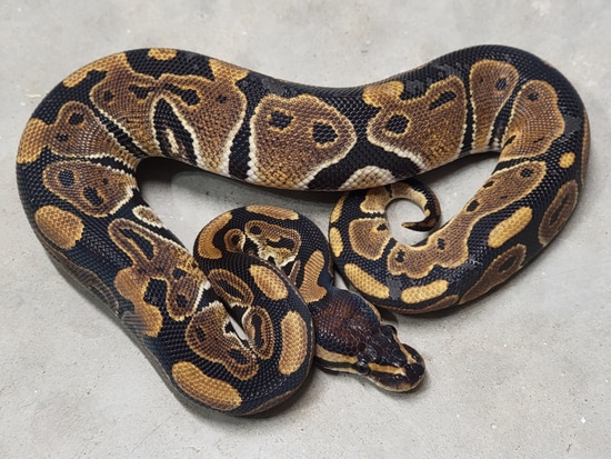 Nr Mandarin Ball Python by Ken Macek Reptiles