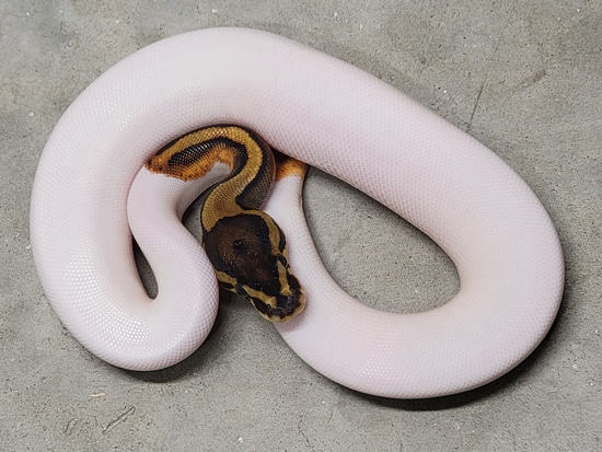Pied Het Clown Ball Python by Ken Macek Reptiles - MorphMarket