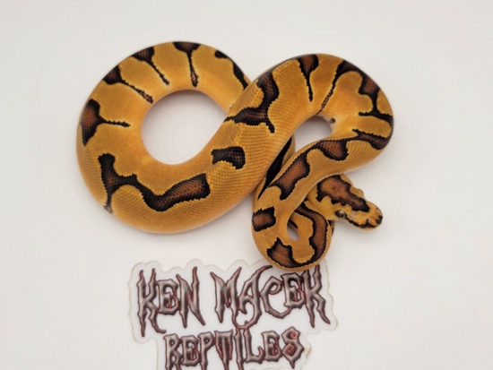 Russo Enchi Clown Ball Python by Ken Macek Reptiles