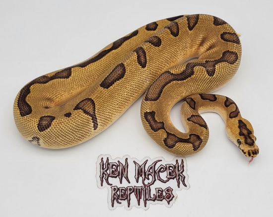 Super Enchi Russo Clown Het Hypo Ball Python by Ken Macek Reptiles