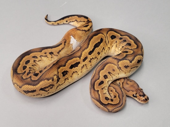Grim Calico Yb Clown Ball Python by Ken Macek Reptiles