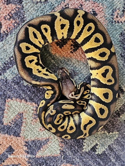Bang Black Head Pastel 66% Het Clown Ball Python by Ken Macek Reptiles