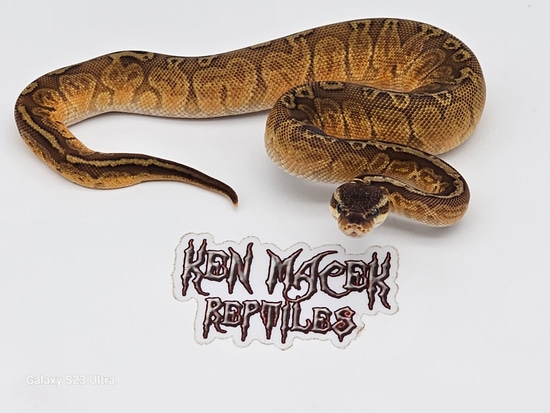 Orange Dream Sunset Ball Python by Ken Macek Reptiles