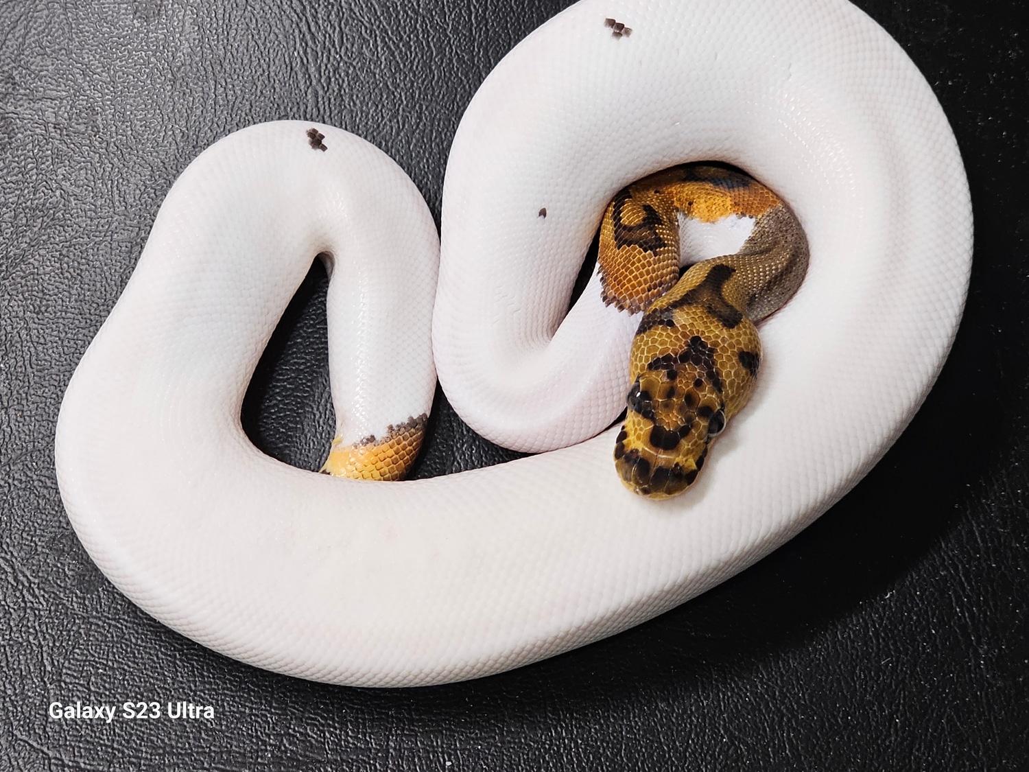 Clown Pied Ball Python by Ken Macek Reptiles - MorphMarket