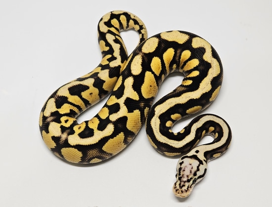 Phantom Yb Spotnose Pastel Het Clown Ball Python by Ken Macek Reptiles
