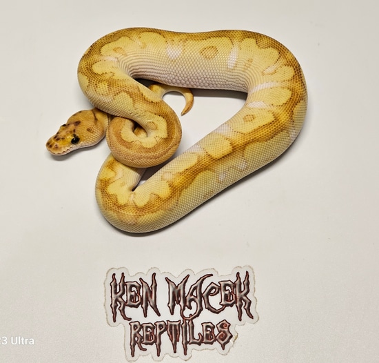 Super Orange Dream Butter Sugar Clown Ball Python by Ken Macek Reptiles