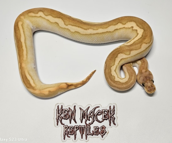 Super Orange Dream Black Pastel Butter Sugar Clown Ball Python by Ken ...