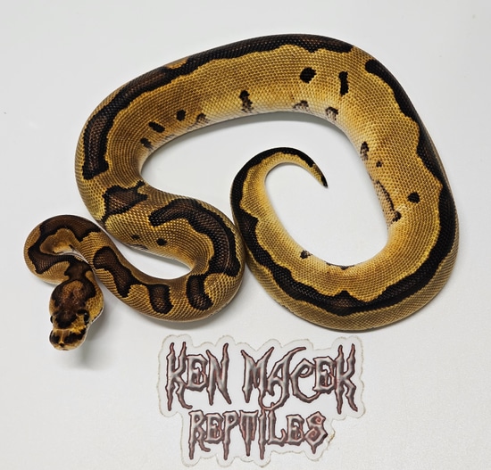 Orange Dream Possible Sugar Clown Ball Python by Ken Macek Reptiles