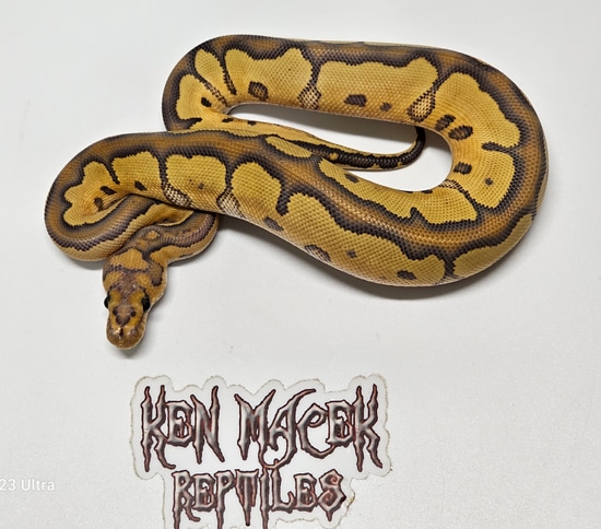 Hypo Clown Ball Python by Ken Macek Reptiles