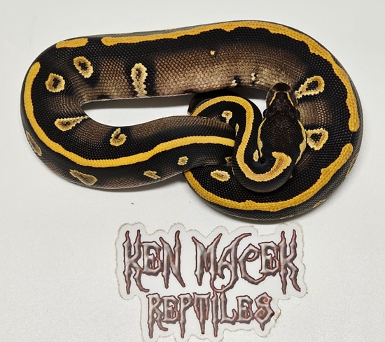 Black Head Phantom Possibly Yb Het Clown Ball Python by Ken Macek Reptiles