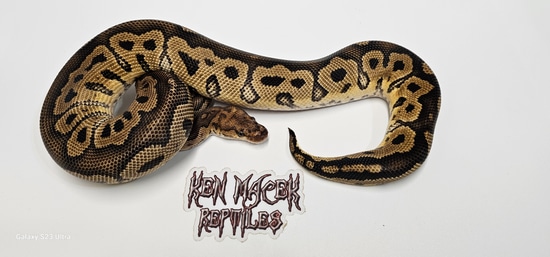 Grim Clown Ball Python by Ken Macek Reptiles
