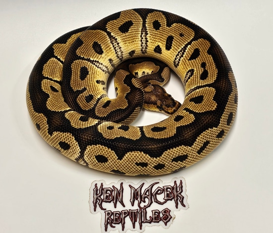 Grim Clown Ball Python by Ken Macek Reptiles