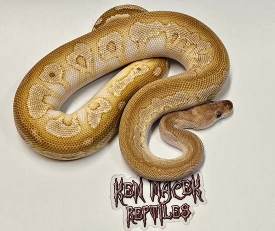 Super Orange Dream Butter Clown Ball Python by Ken Macek Reptiles