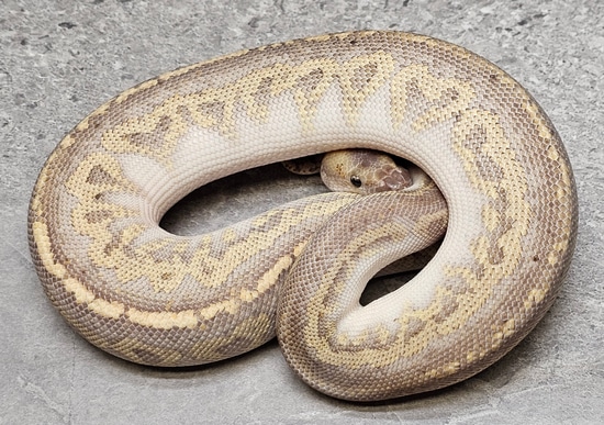Pewter Mahogany Bamboo Clown Ball Python by Ken Macek Reptiles