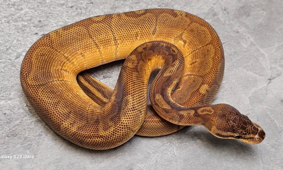 Sunset Od Ball Python by Ken Macek Reptiles