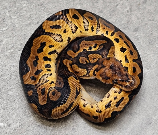 Black Pastel Nanny Clown Ball Python by Ken Macek Reptiles