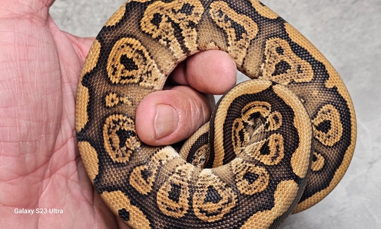 Super Redstripe Black Pastel Nanny Het Clown Ball Python by Ken Macek Reptiles