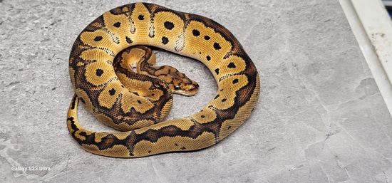 Redstripe Nanny Clown Ball Python by Ken Macek Reptiles