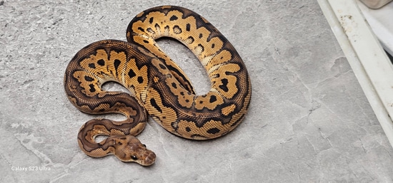 Black Pastel Redstripe Nanny Clown Ball Python by Ken Macek Reptiles