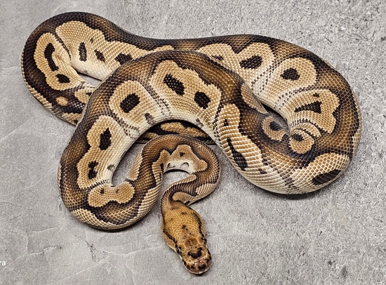 Grim Clown Ball Python by Ken Macek Reptiles