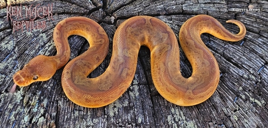 Sunset Clown Ball Python by Ken Macek Reptiles