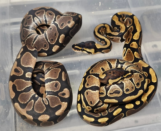 2024 4-Females 66% Dh Sunset Clown 4 Ball Python by Ken Macek Reptiles
