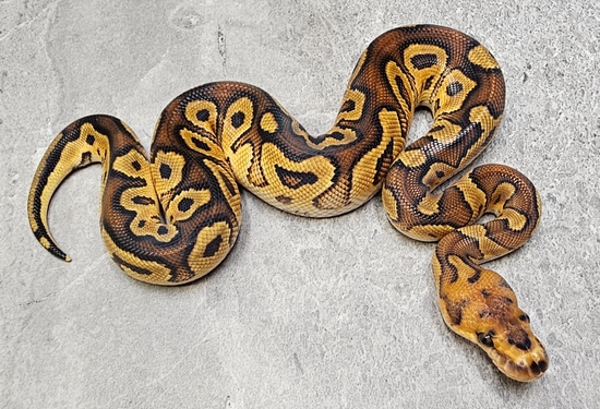 Cypress Od Motley Clown Ball Python by Ken Macek Reptiles