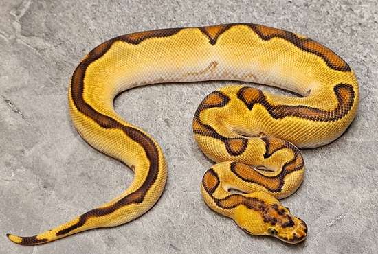 Bang Enchi Fire Clown Ball Python by Ken Macek Reptiles