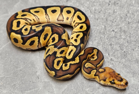 Cypress Russo Motley Clown Ball Python by Ken Macek Reptiles