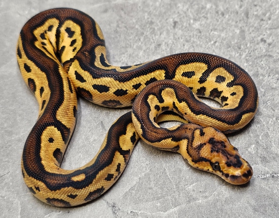 Grim Yellow Belly Motley Clown Ball Python by Ken Macek Reptiles