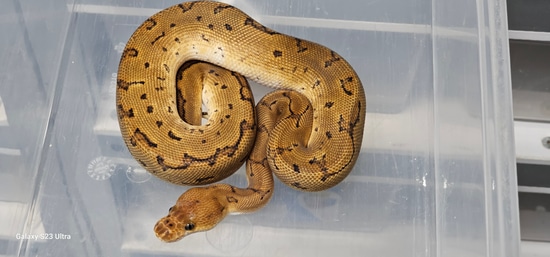 Grim Pinstripe Yellow Belly Clown Ball Python by Ken Macek Reptiles