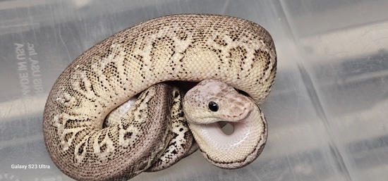 Spotnose Black Pewter Hurricane Clown Ball Python by Ken Macek Reptiles