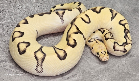 Dg Enchi Pastel Clown Ball Python by Ken Macek Reptiles