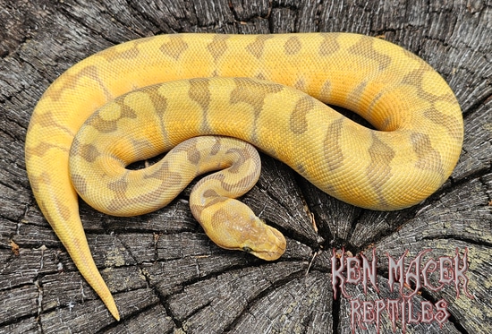 Sunset Super Enchi Ghost Ball Python by Ken Macek Reptiles