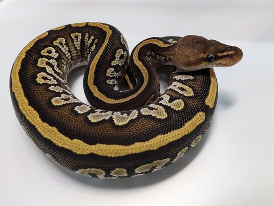 Black Potion Ball Python by Redstone Reptiles LLC