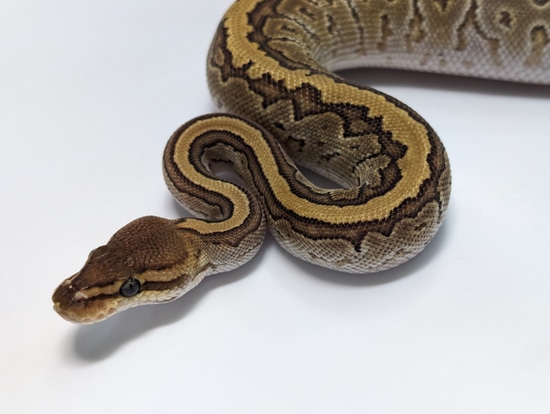 Jigsaw Ball Python by Redstone Reptiles LLC